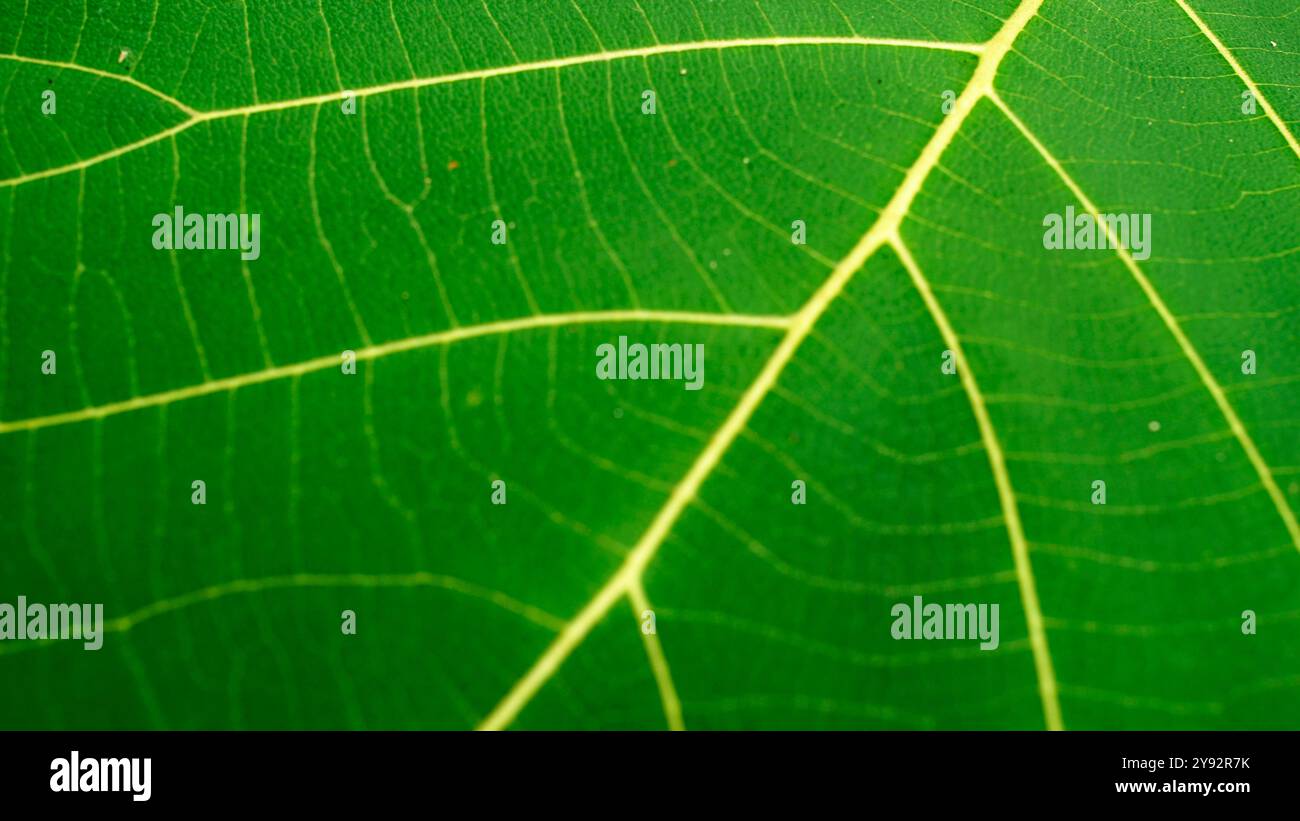 details of green teak leaves Stock Photo - Alamy