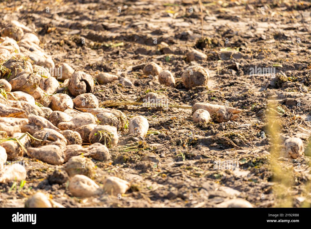Freshly harvested sugar beets on the field covered with earth. High ...