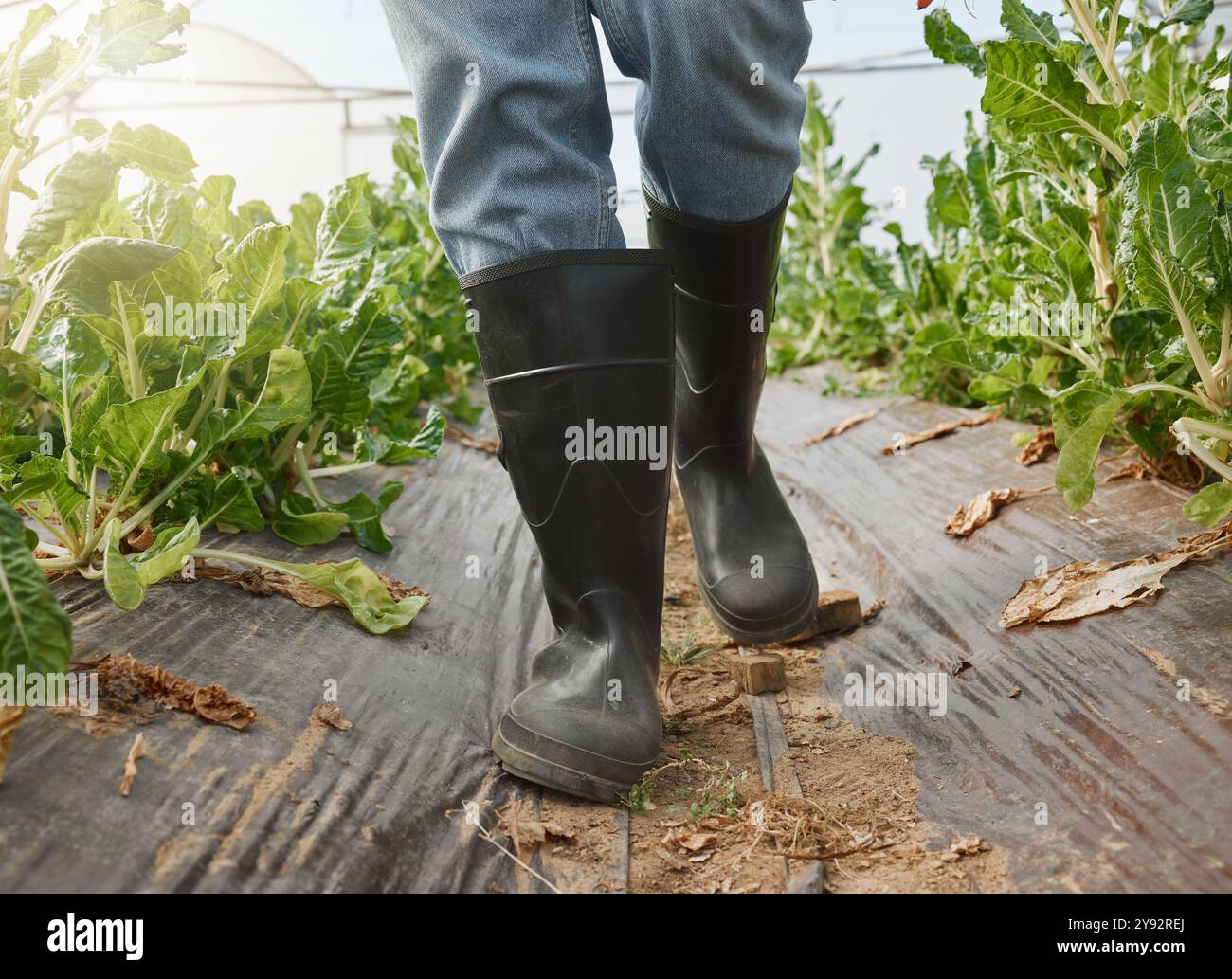 Rubber boots, person and walking on ground, farming and spinach ...