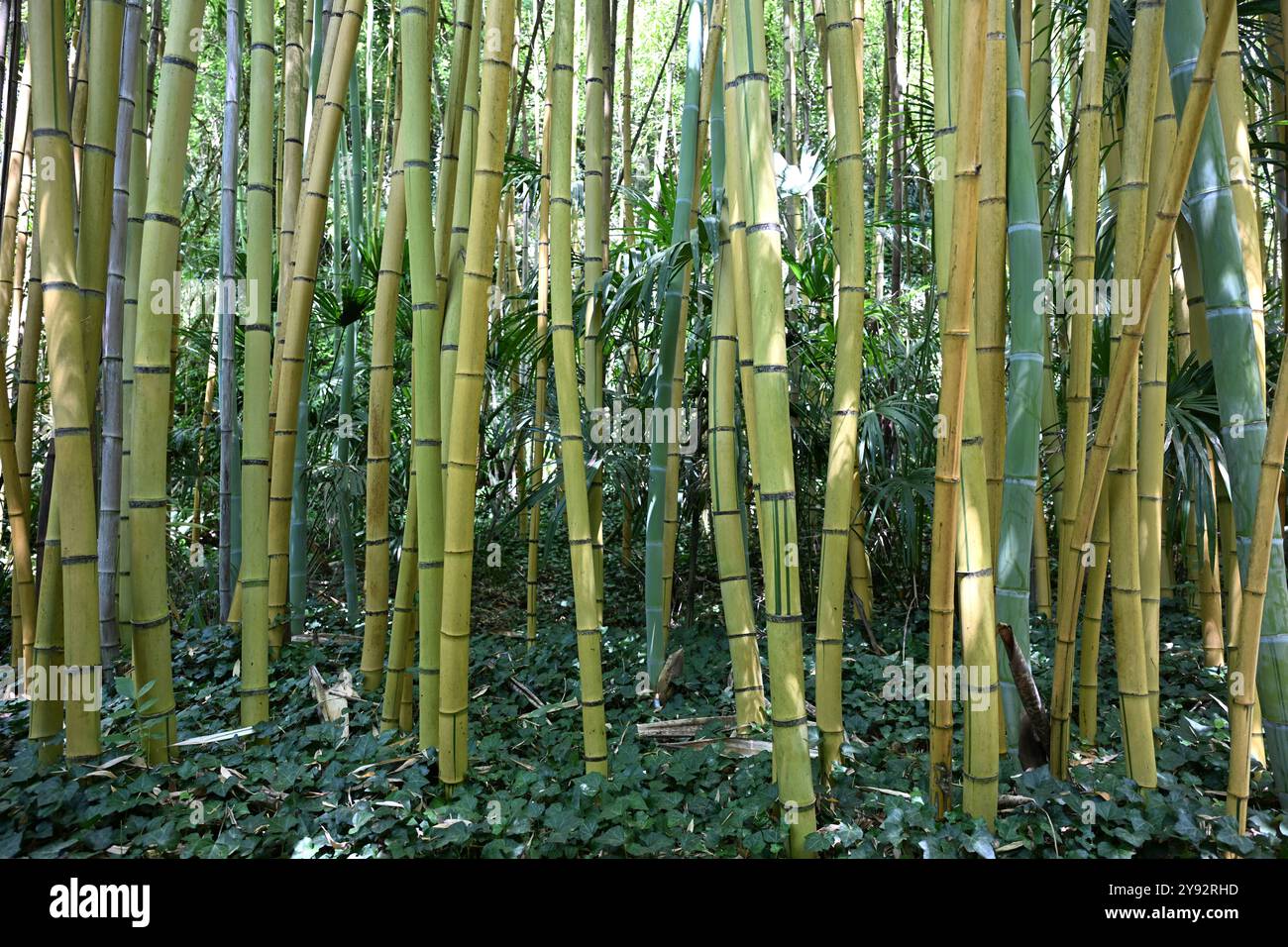 Lots of bamboo plants growing in a park Stock Photo - Alamy