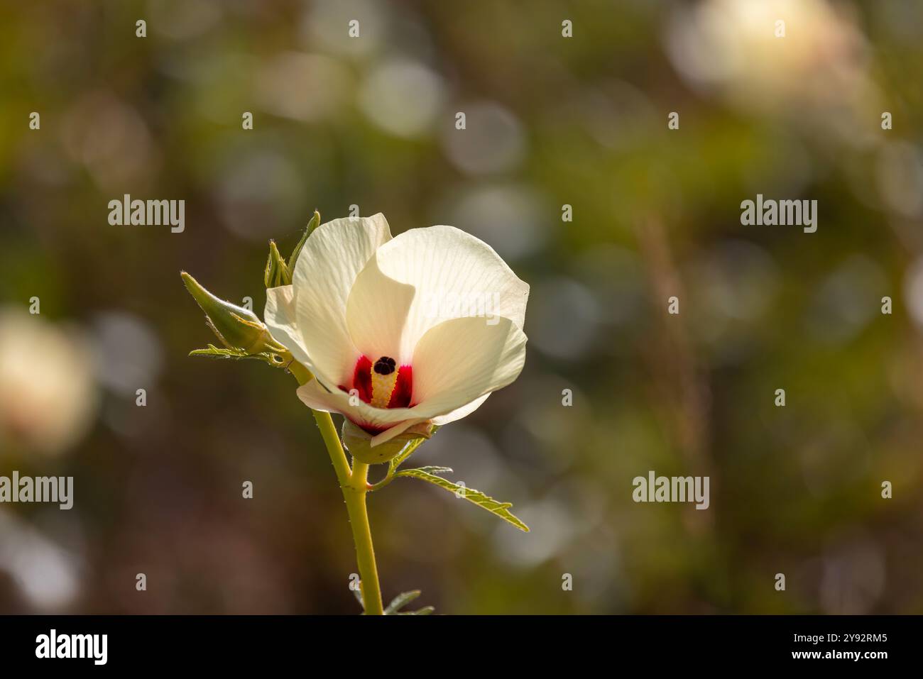 Okra flower and okra in the okra garden Stock Photo - Alamy