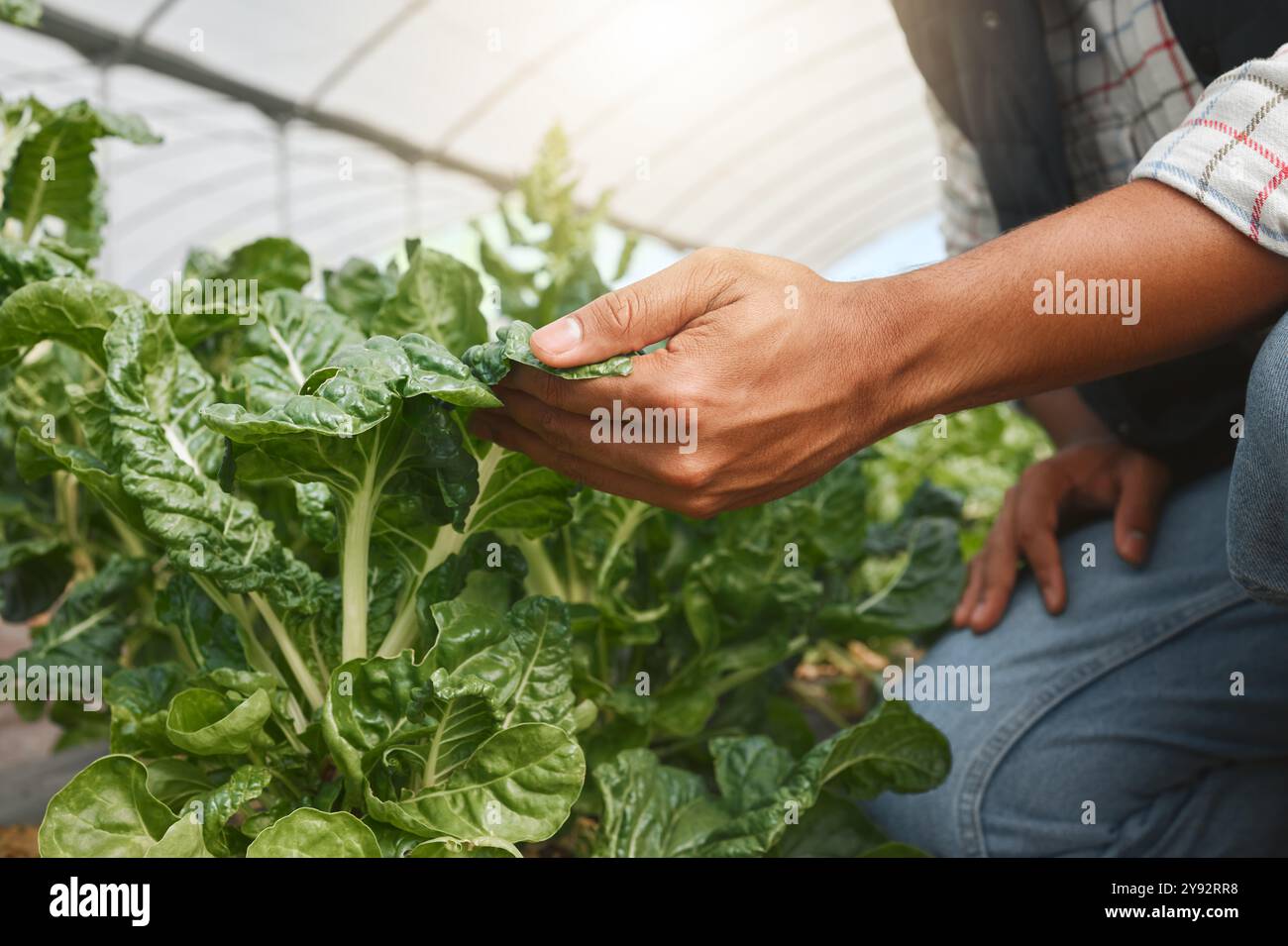 Person, hands and farming with plant for agriculture, production or ...