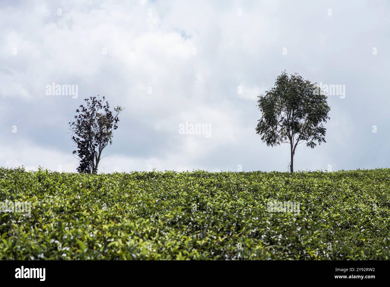 Two plantations hi-res stock photography and images - Alamy