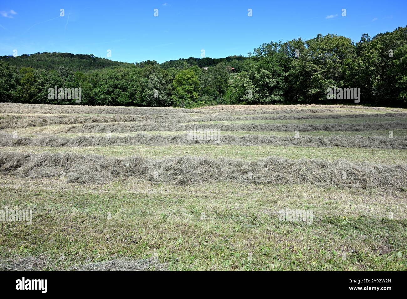 Rows of cut grass in a french field waiting to be baled Stock Photo - Alamy