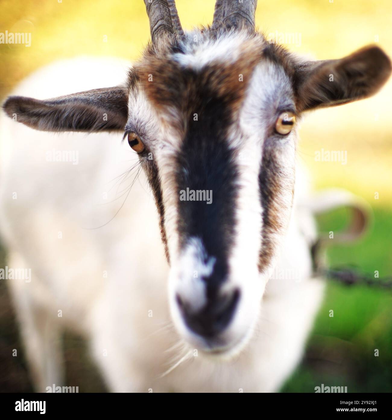 Portrait of a domestic goat, face close-up. Grazing farm animals in ...