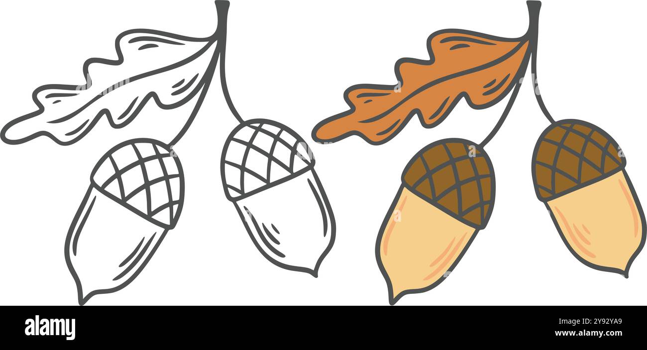 Acorn set black outline doodle illustration and color version. Autumn ...