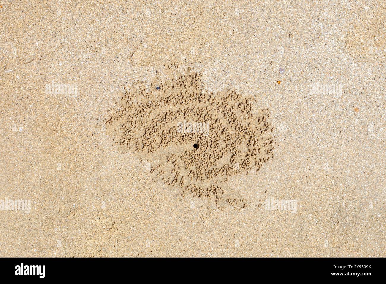 Sand drawing made by a crab. Small hole and sand balls in a circle ...