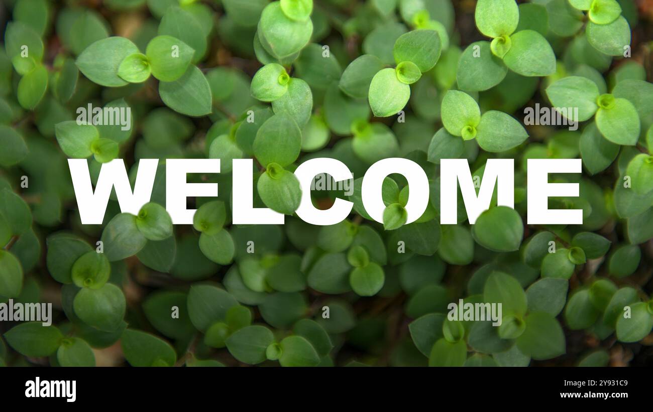 Green plant with the word "Welcome" written on it. Welcome greeting for ...