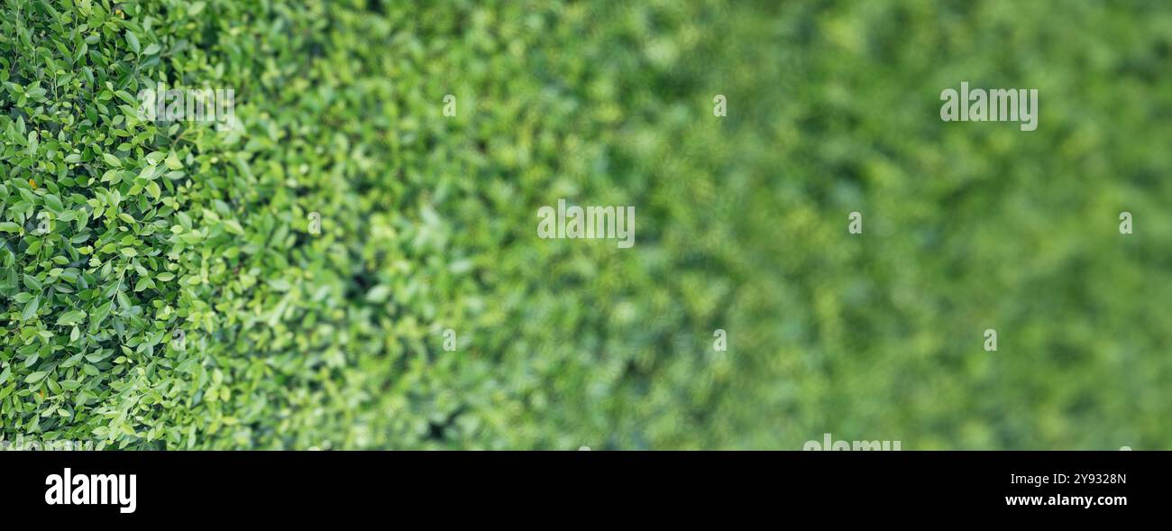 The green foliage adds a vibrant texture to the garden, with leaves ...