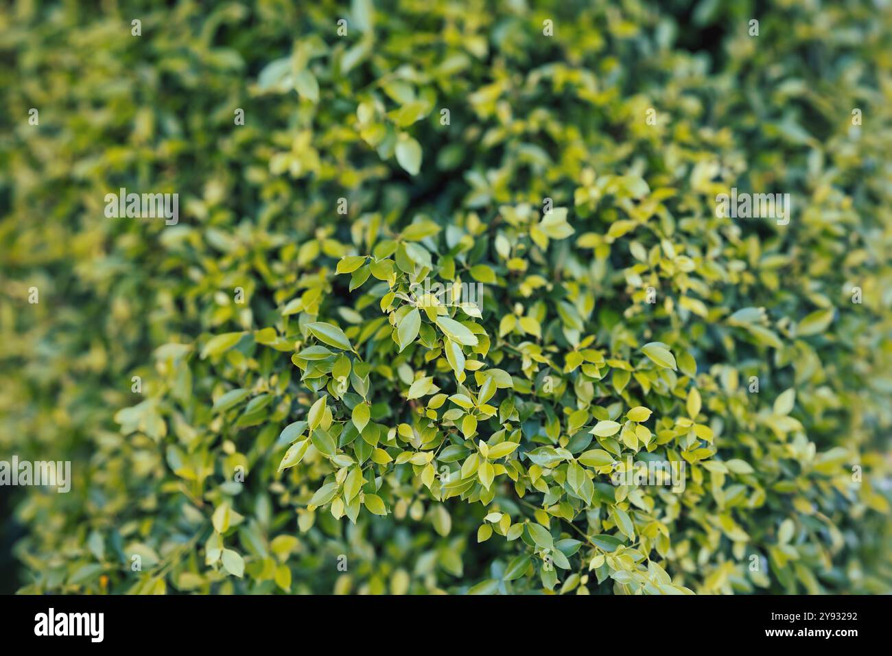 The green foliage adds a vibrant texture to the garden, with leaves ...
