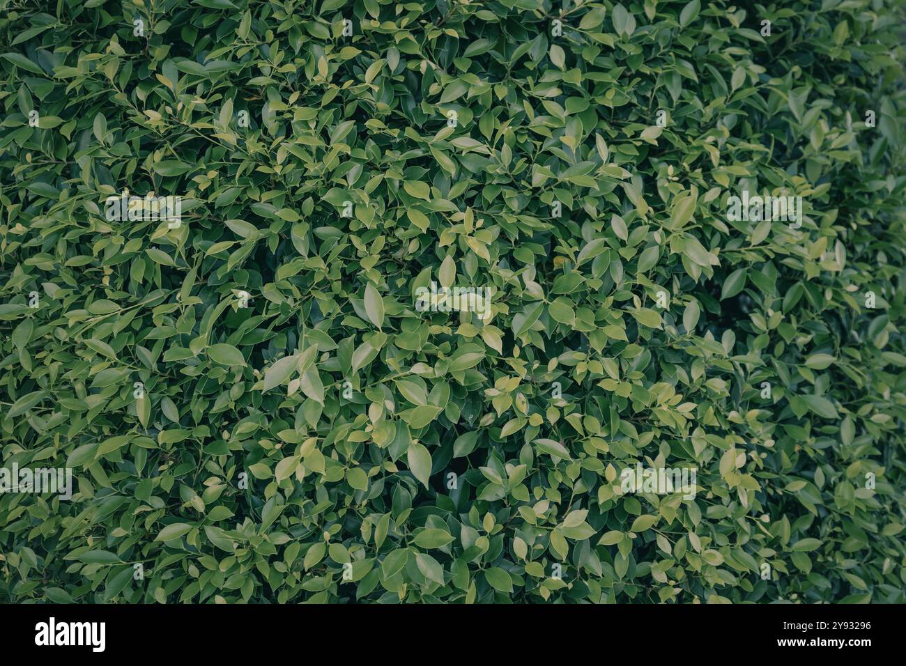 The green foliage adds a vibrant texture to the garden, with leaves ...