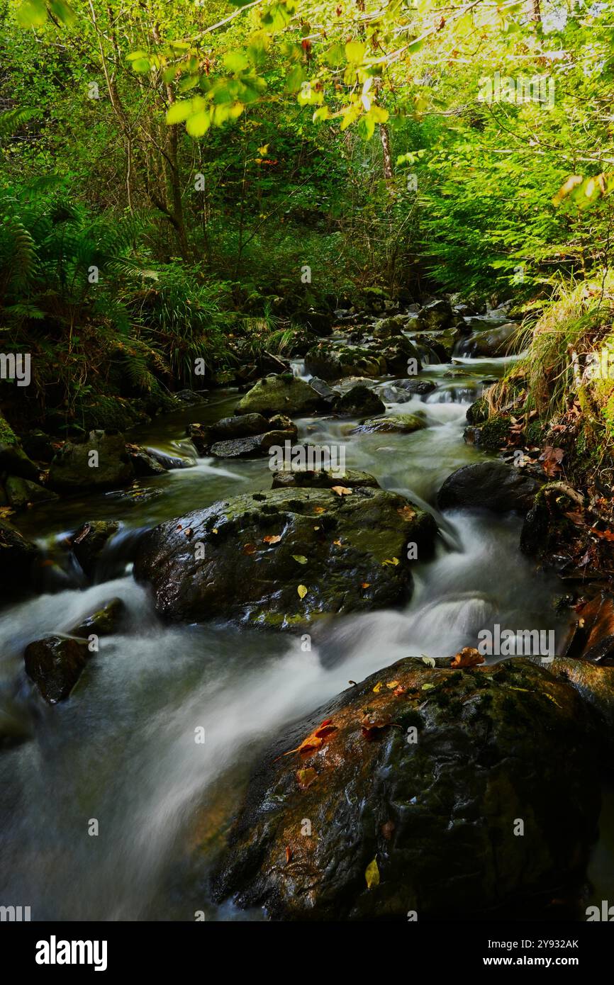 Woodland stream in Wales, Temperate rainforest, with motion blur, rocks ...