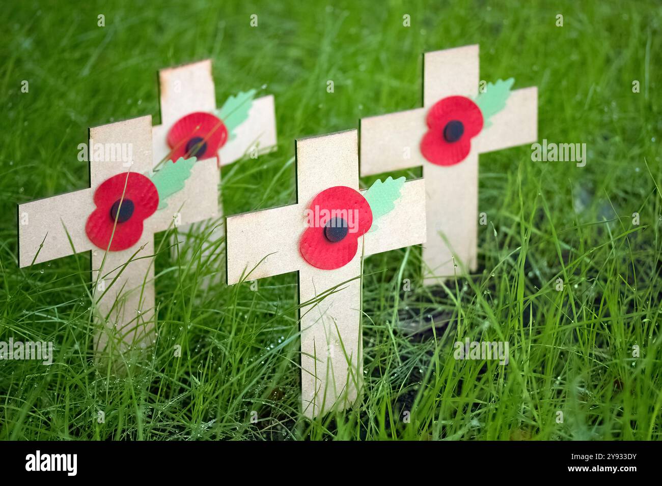 Remembrance day. Poppy Memorial Crosses Stock Photo - Alamy