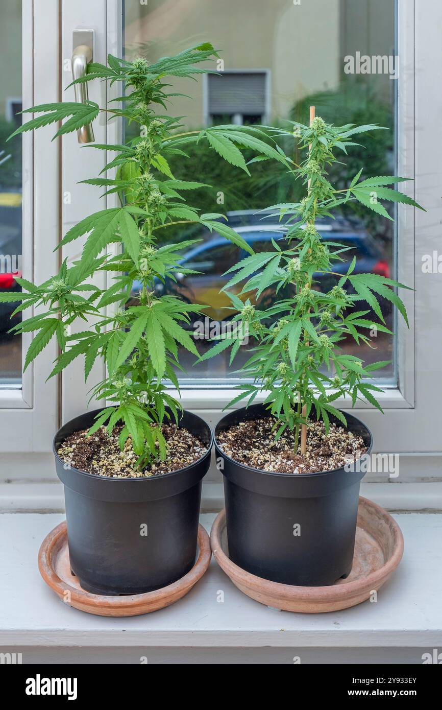 Cannabis plant on indoor hi-res stock photography and images - Alamy