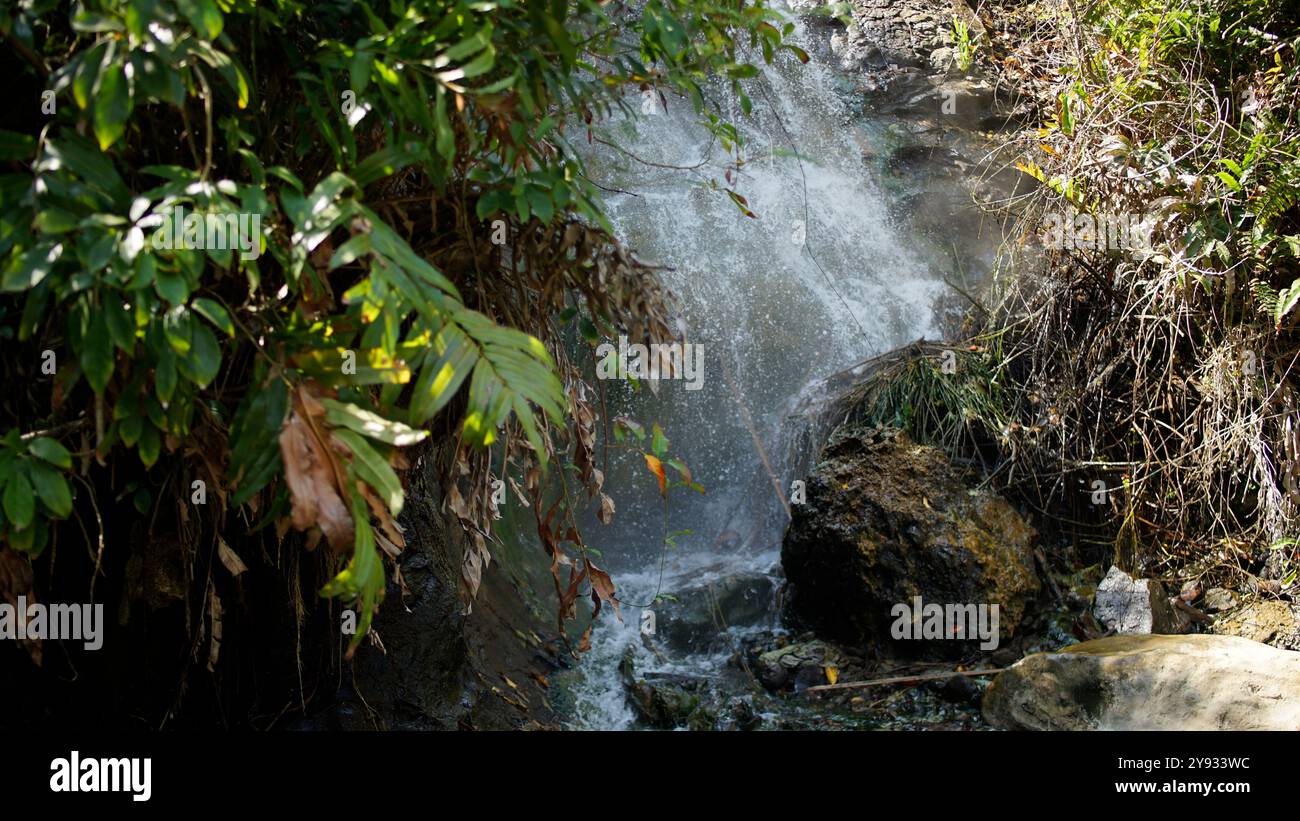 plants around the waterfall Stock Photo - Alamy