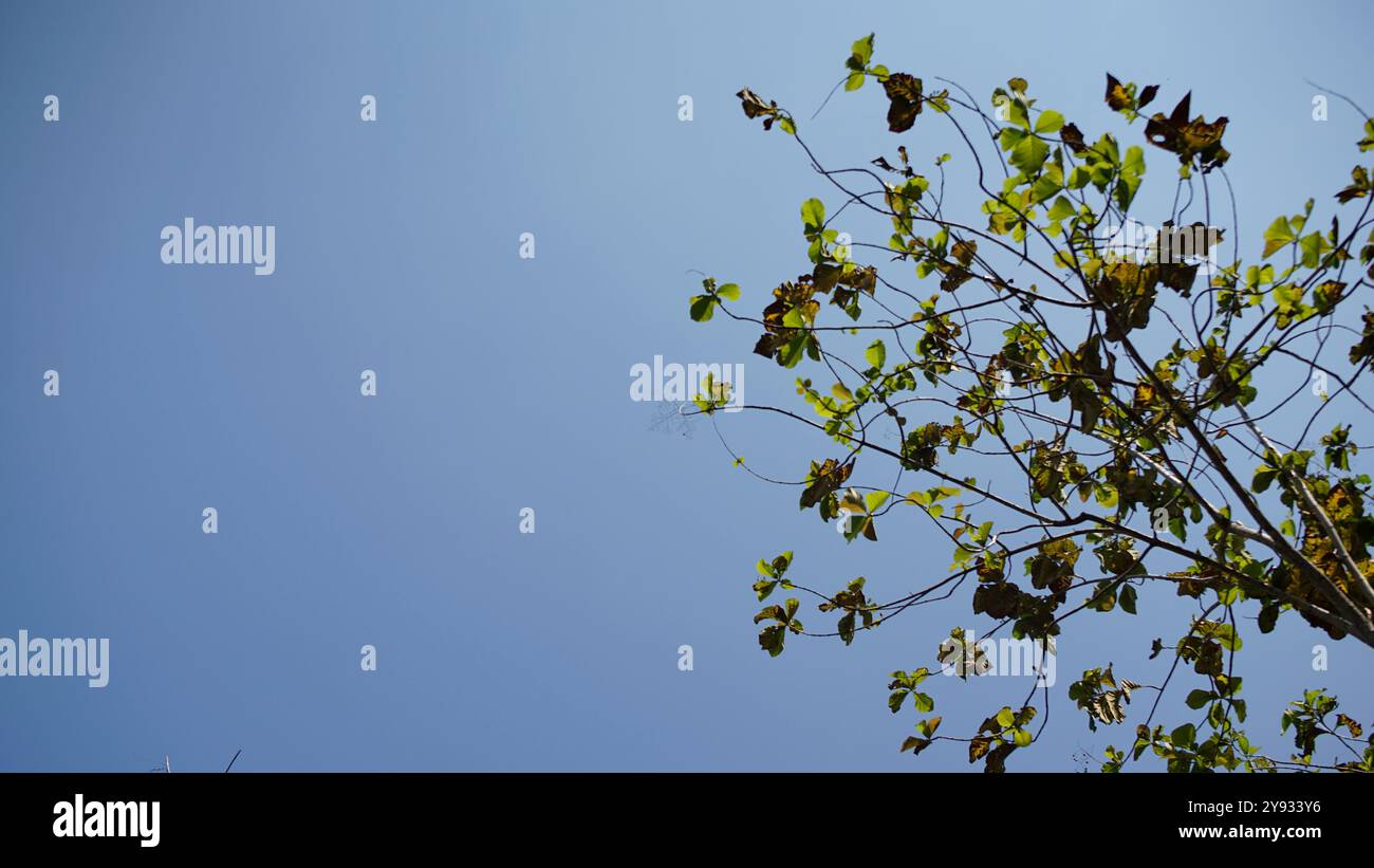 teak tree with blue sky Stock Photo - Alamy