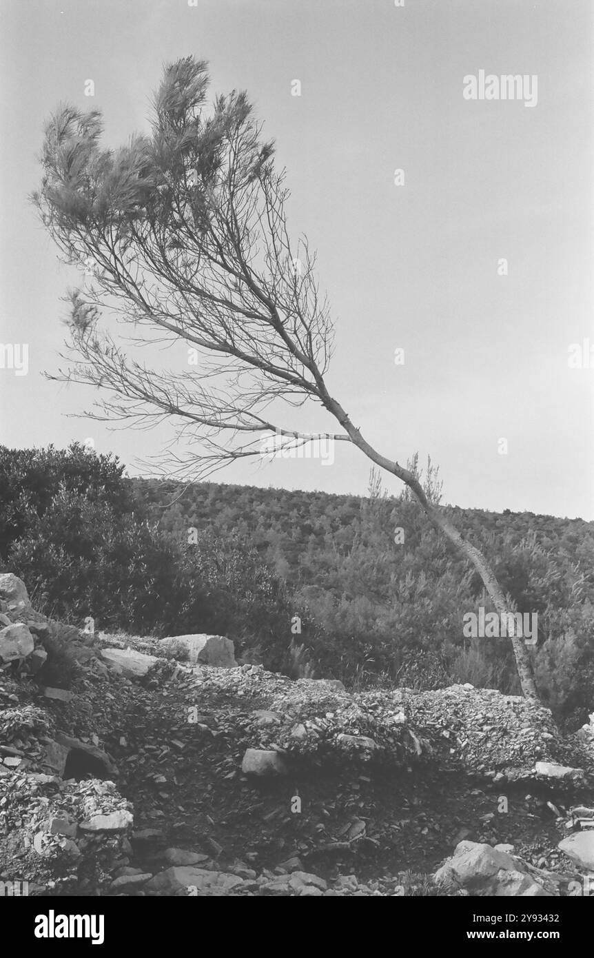 tree grows on a beautiful white tree grows on a beautiful white beach ...