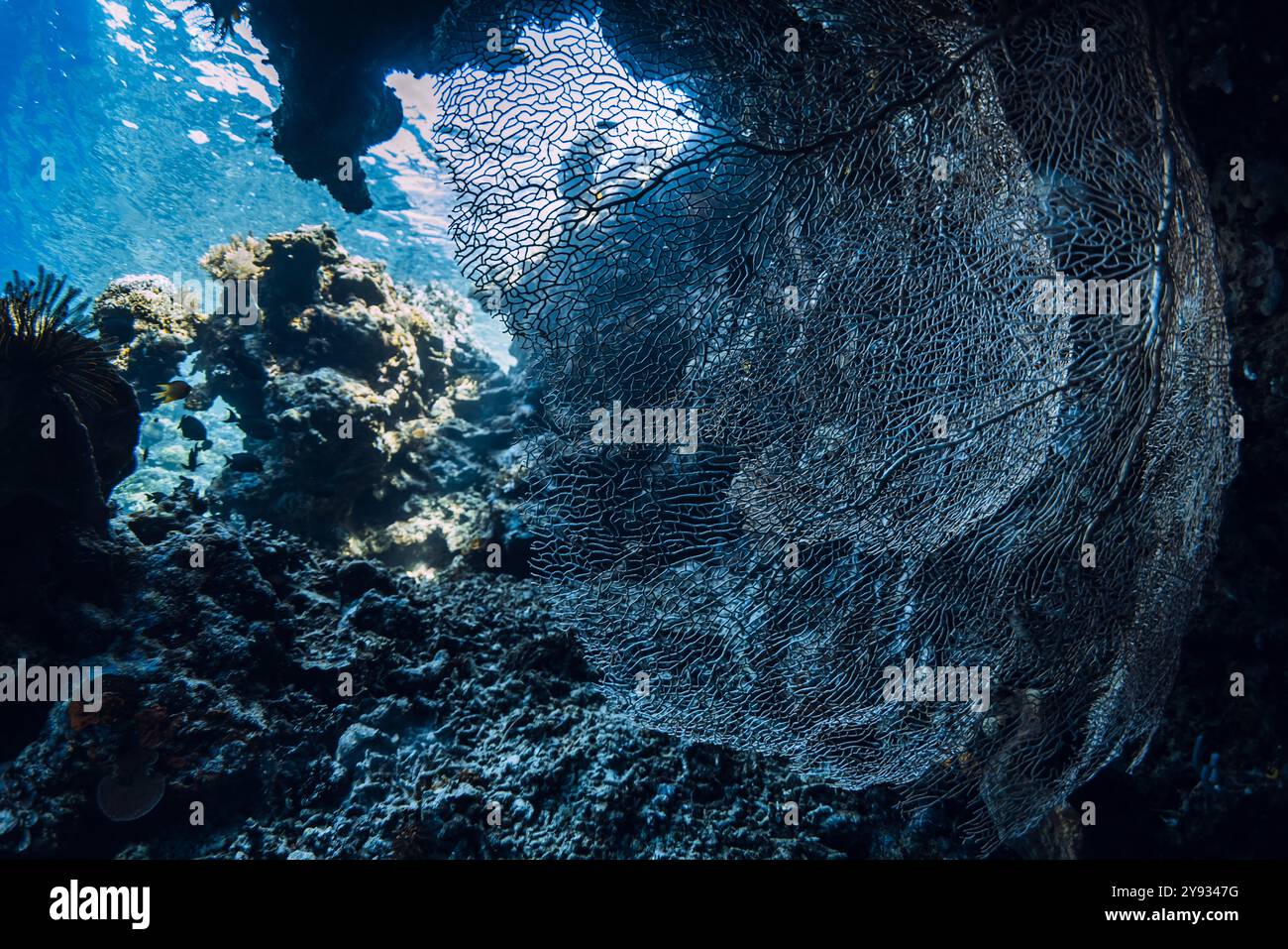 Soft corals underwater in deep ocean on Bali. Coral reef garden Stock ...