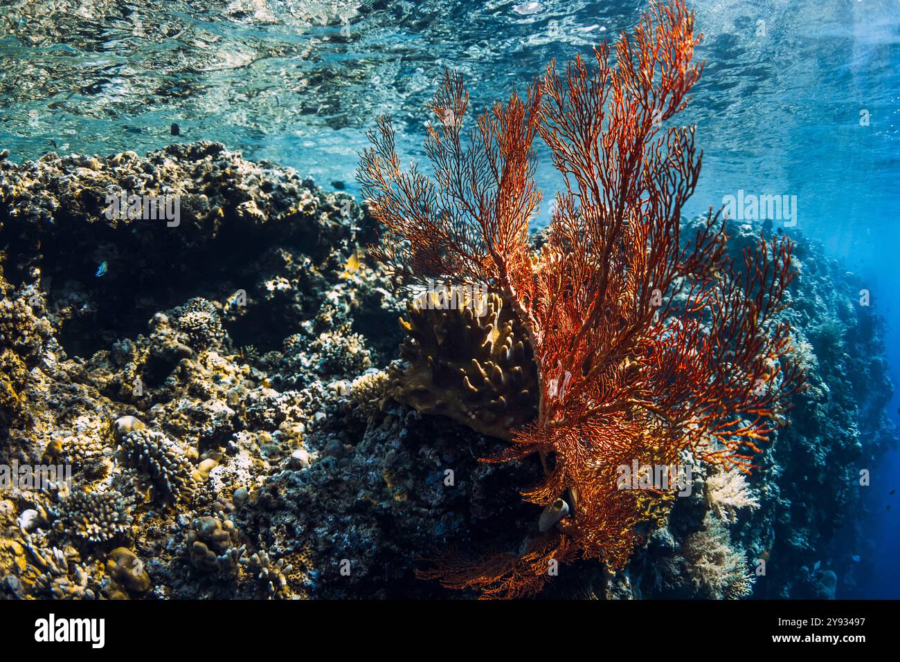 Red soft corals underwater in blue ocean Bali Stock Photo - Alamy
