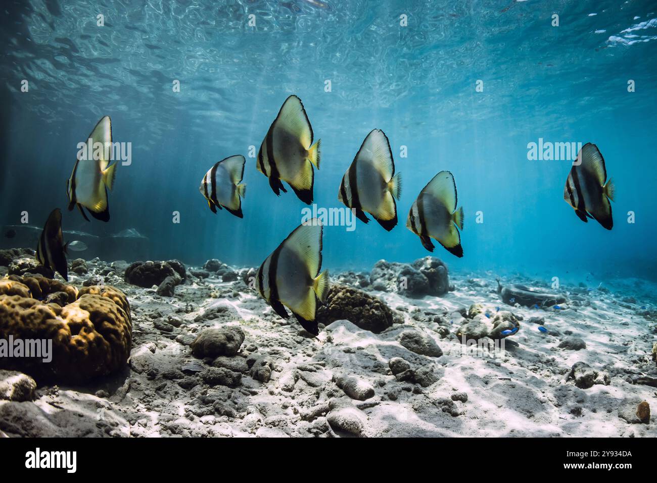 School of bat fish underwater in tropical blue sea Stock Photo - Alamy