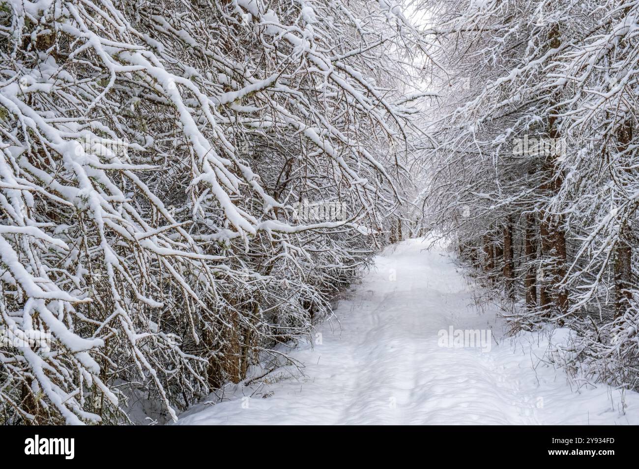 Forest path through a snowy larch forest Stock Photo - Alamy