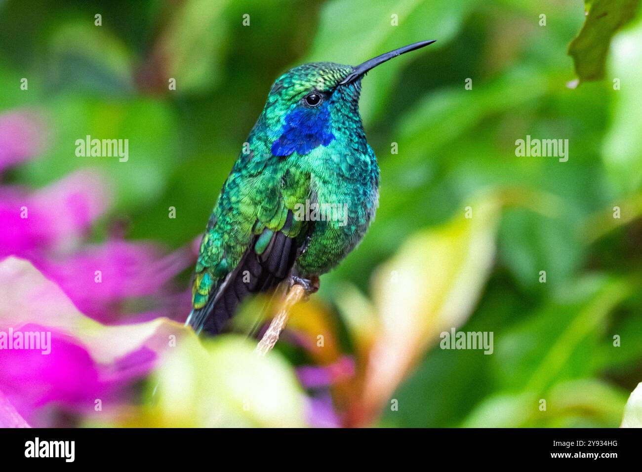 Green Violet-ear hummingbird (Colibri thalassinus cabanidis) resting in ...