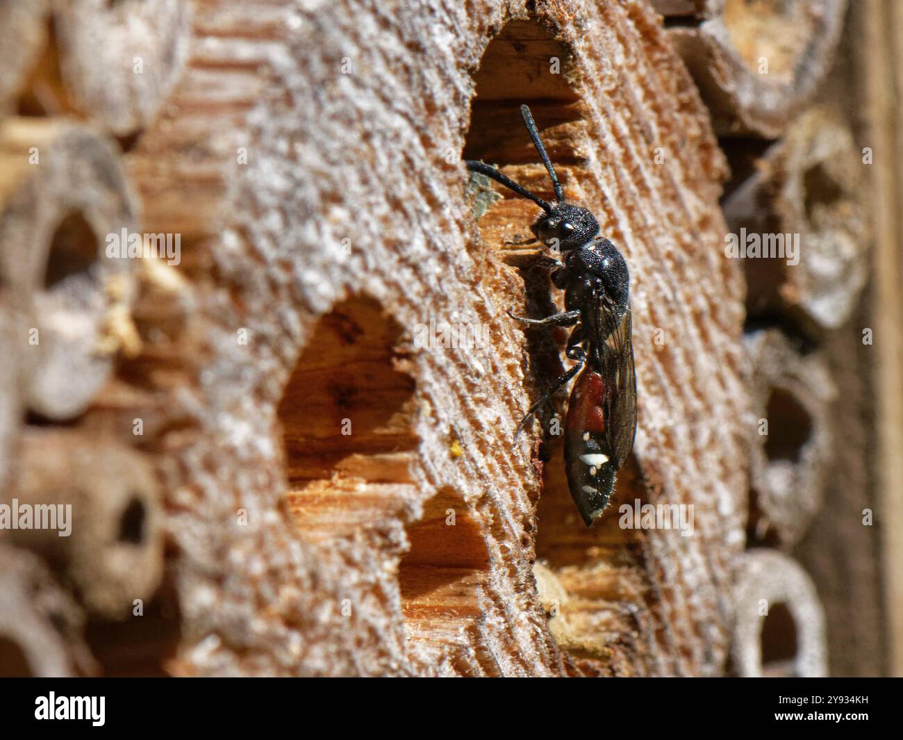Five spotted club horned wasp hi-res stock photography and images - Alamy