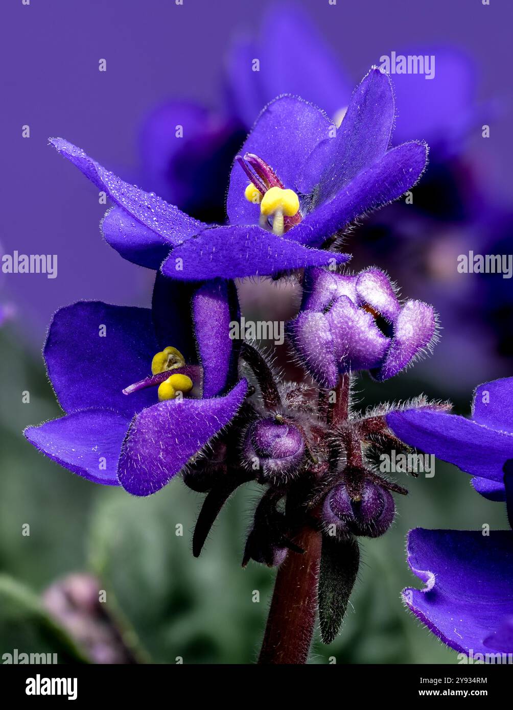Beautiful blooming violets on a purple background. Flower head close-up ...
