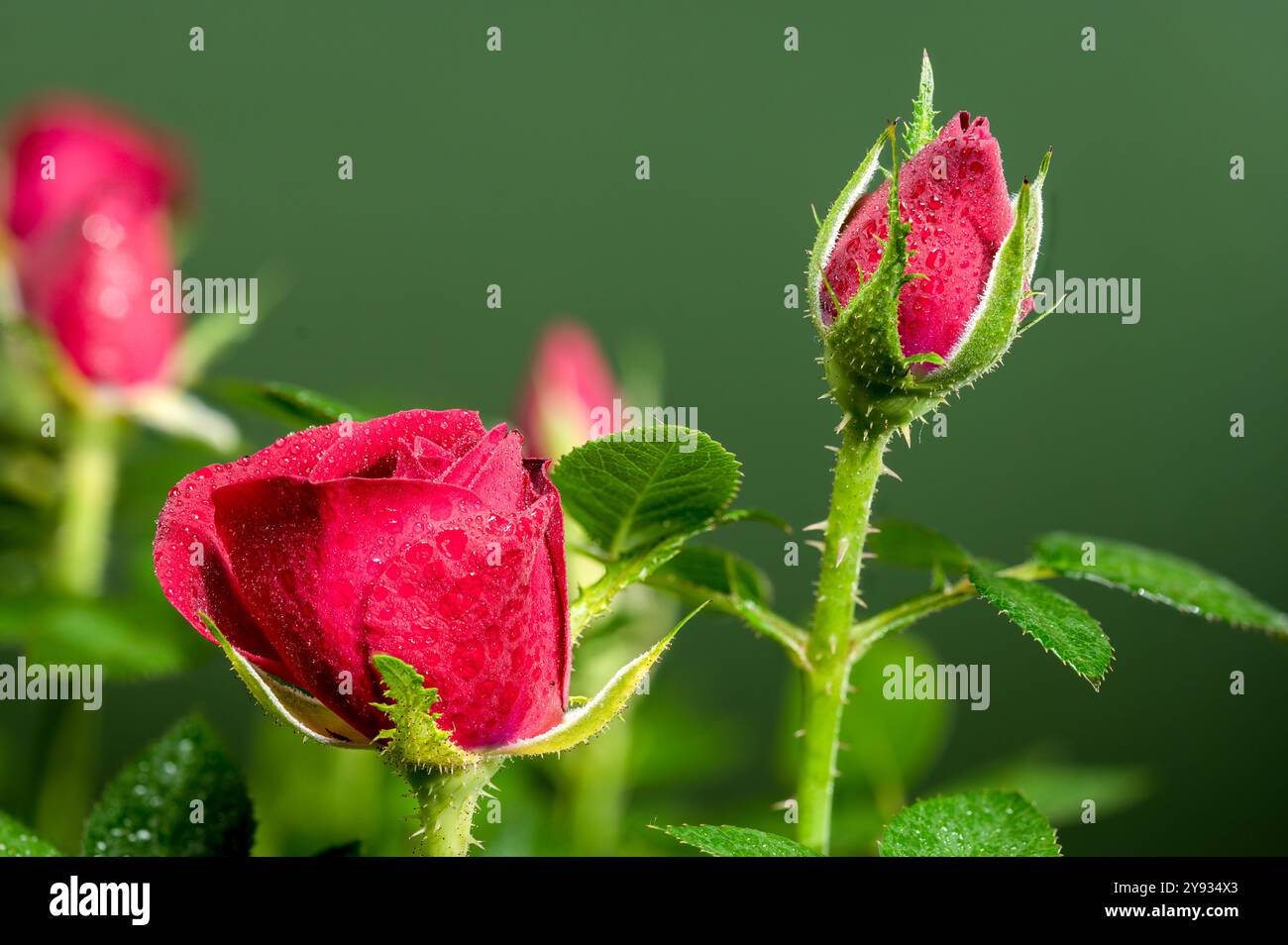 Beautiful blooming red rose kiss kordana on a green background. Flower ...