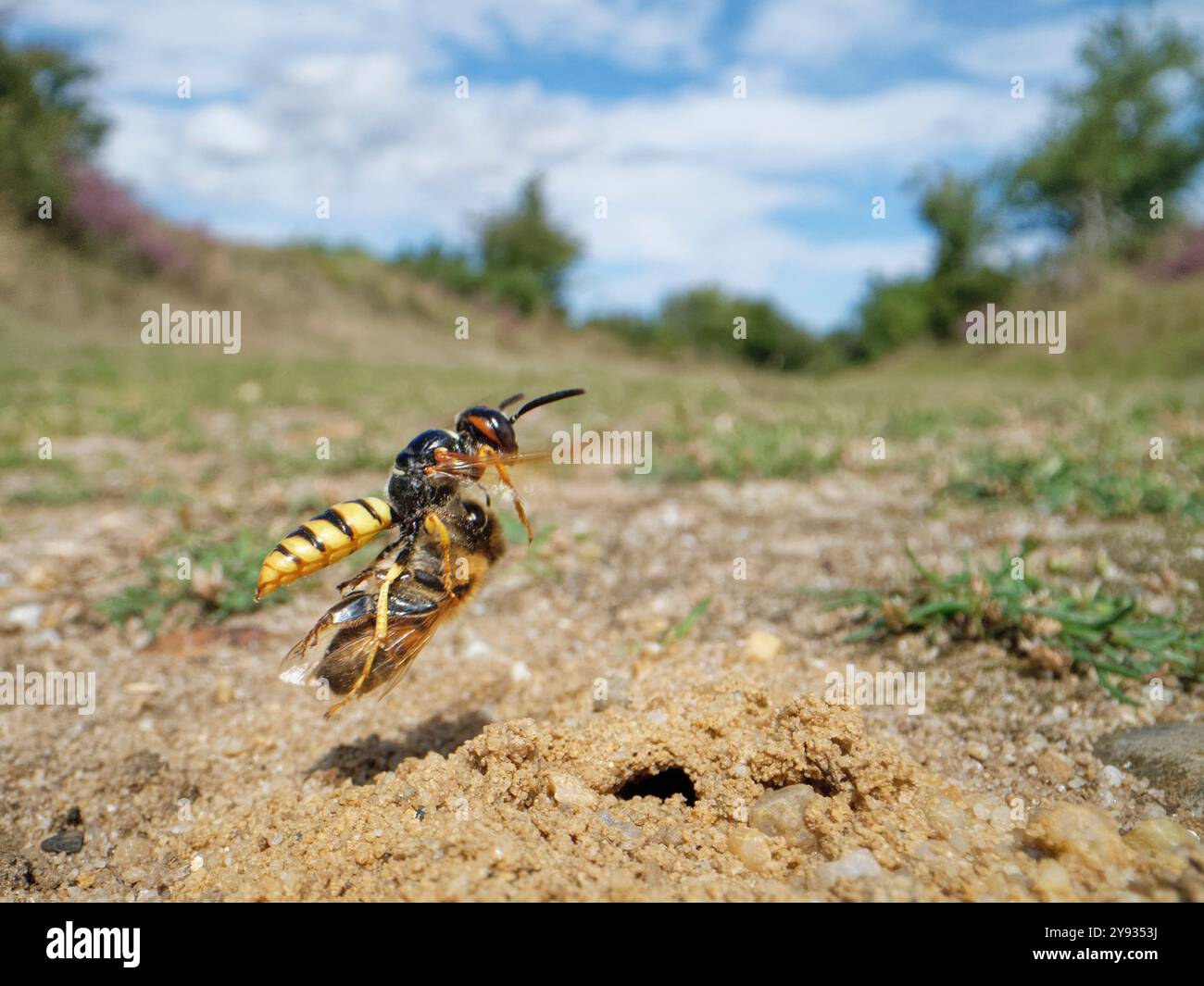Bee wolf / Bee-killer wasp (Philanthus triangulum) female flying to her ...
