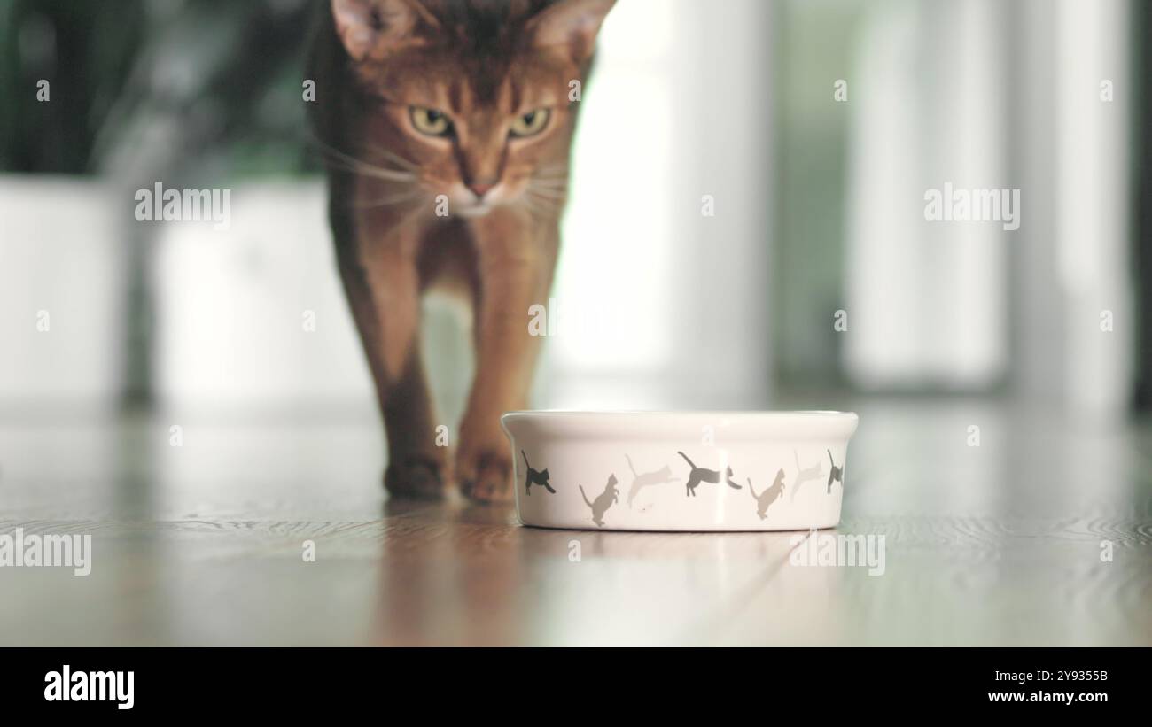 Ginger cat eating food from bowl on floor. Domestic adorable red ...