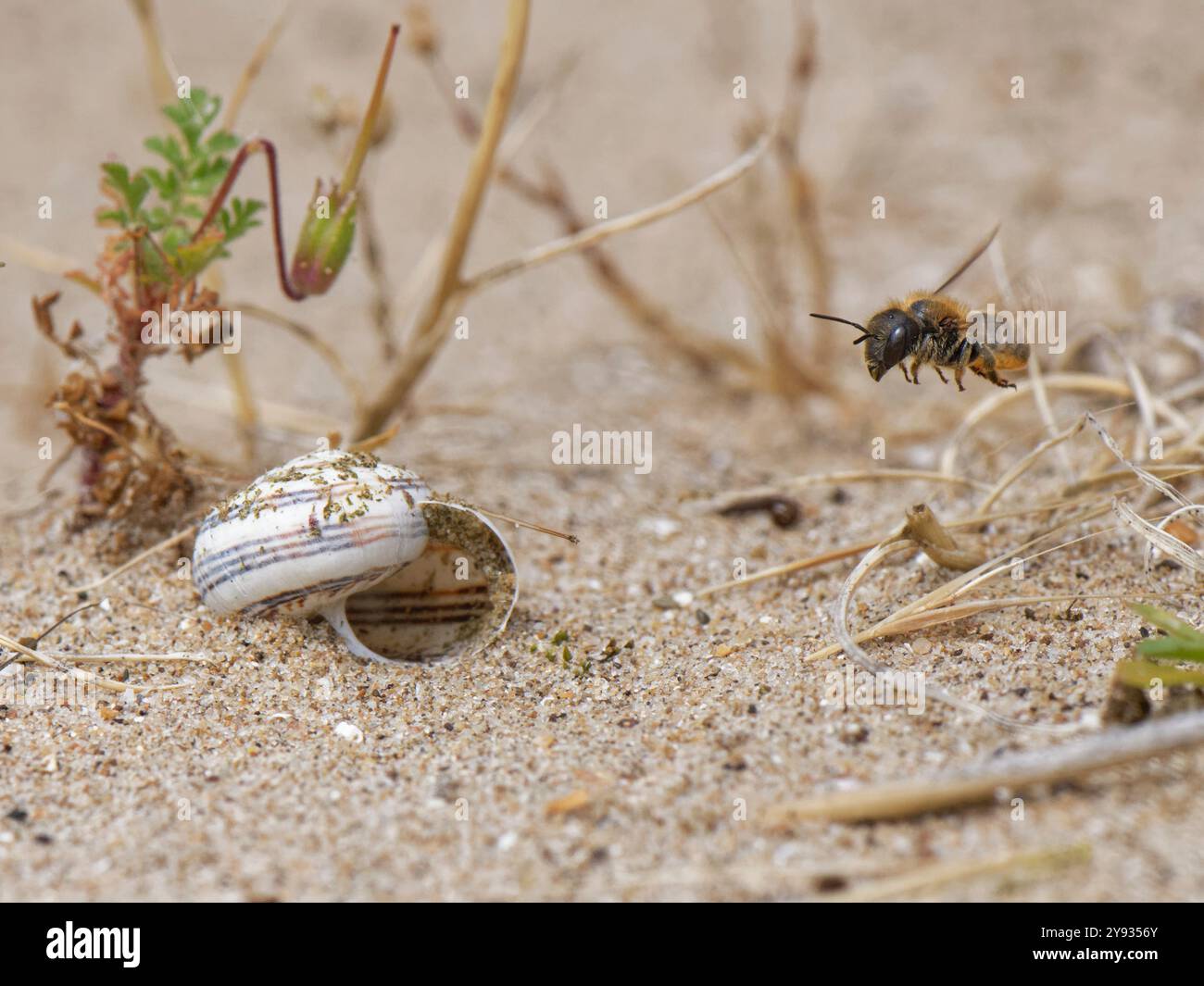 Dune snail bee hi-res stock photography and images - Alamy