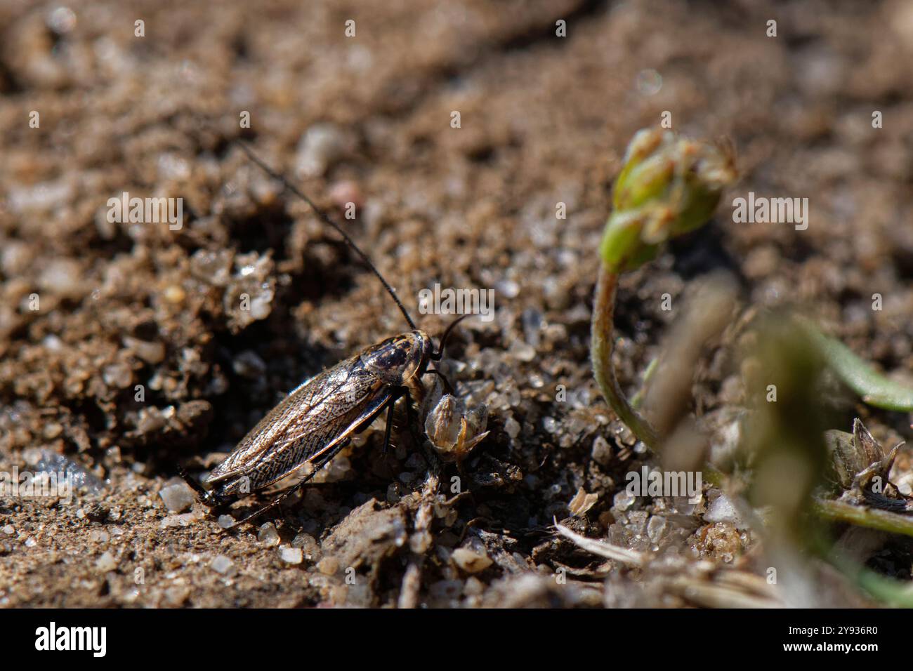 Lesser cockroach (Ectobius / Capraiellus panzeri) adult male walking on ...