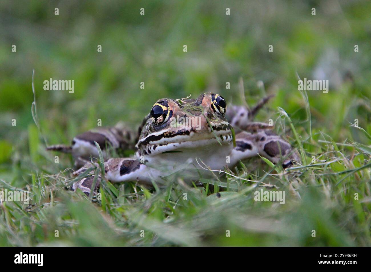Frog's Nose Stands Out In A Closeup Portrait Stock Photo - Alamy