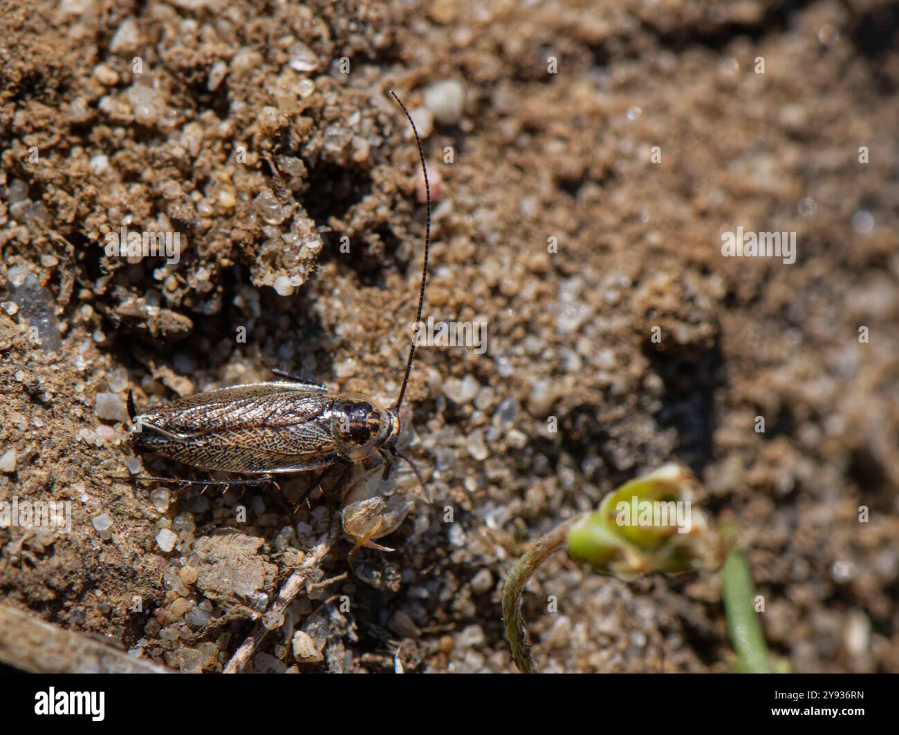 Lesser cockroach (Ectobius / Capraiellus panzeri) adult male walking on ...