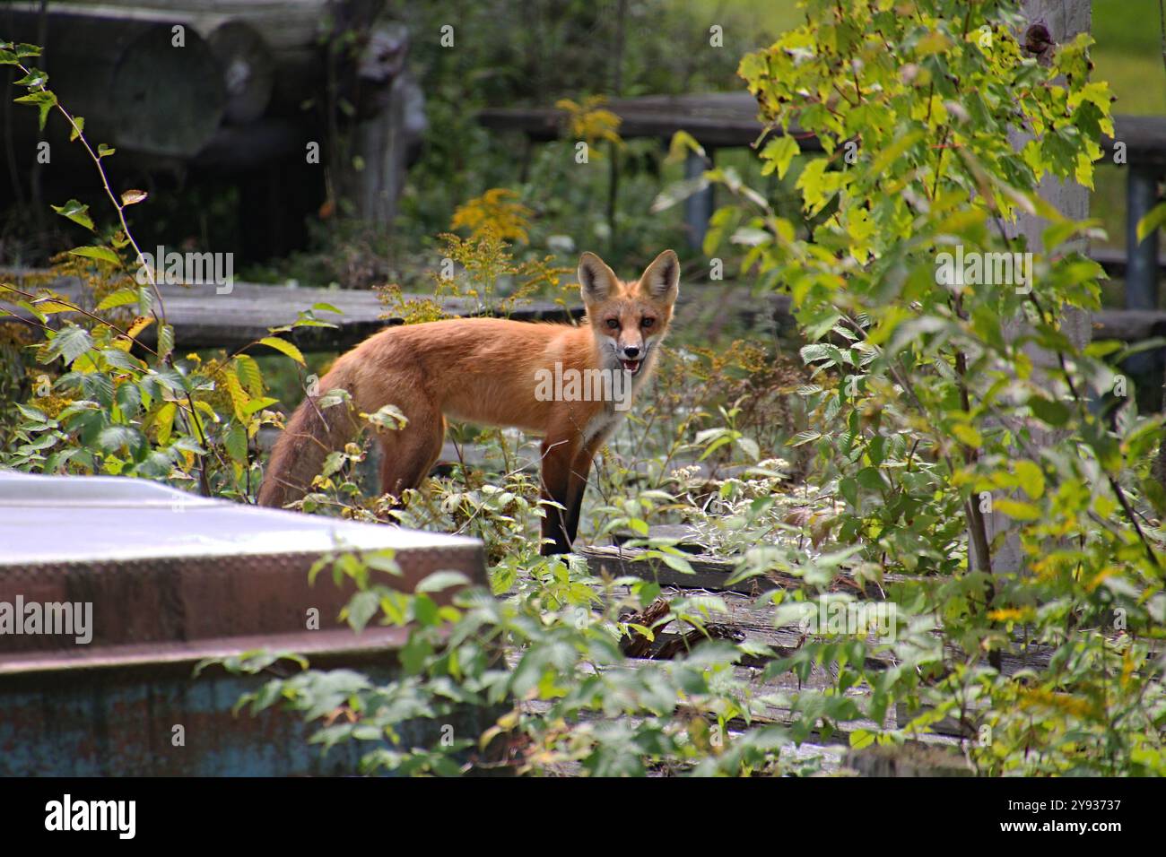 Kit fox fur coat hi-res stock photography and images - Alamy