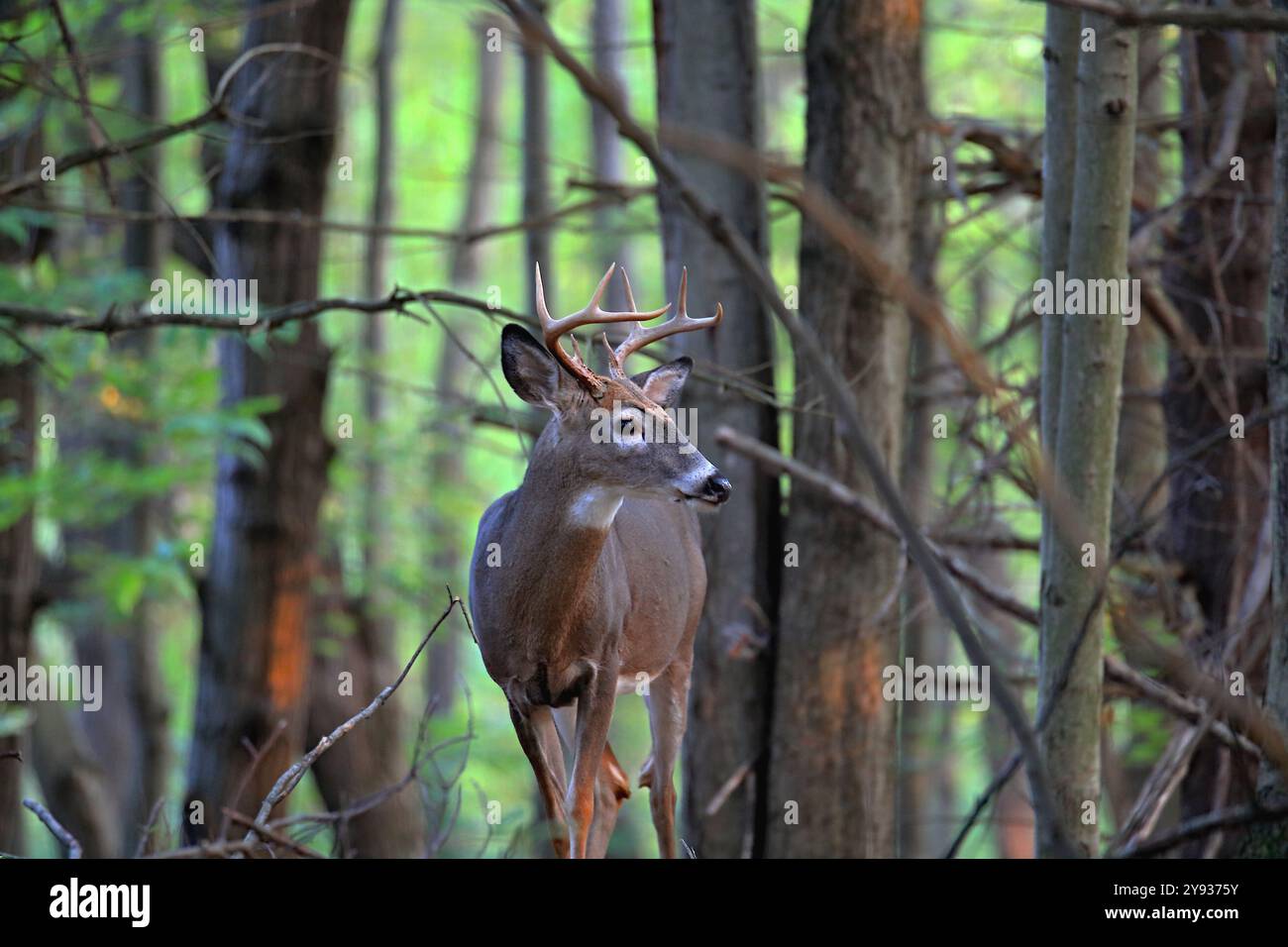 A white tailed deer with 8 point antlers within a green forest Stock ...