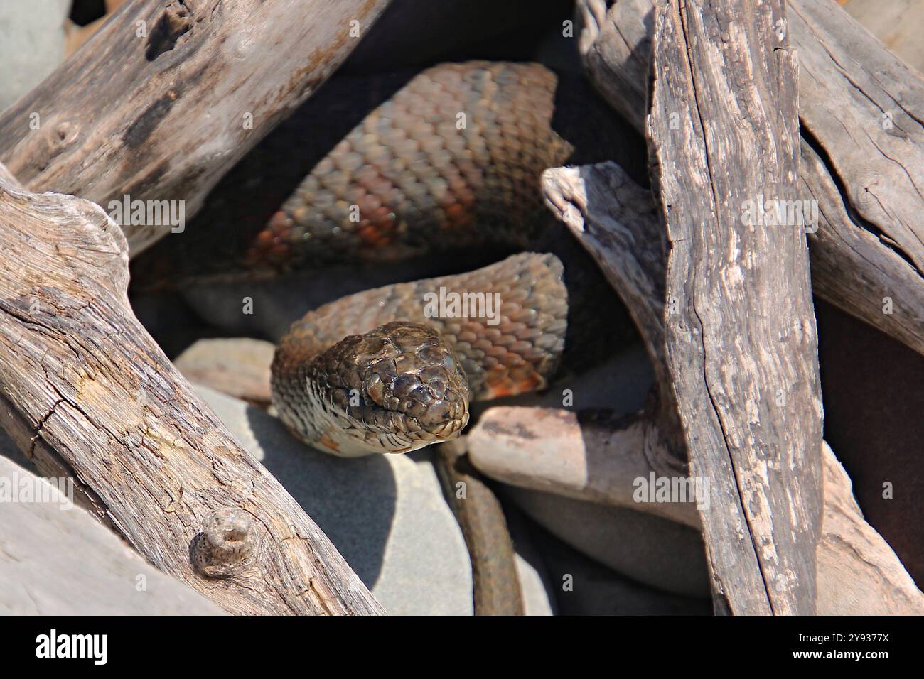 Northern Water Snake Camouflaged Amongst Drift Wood Stock Photo - Alamy