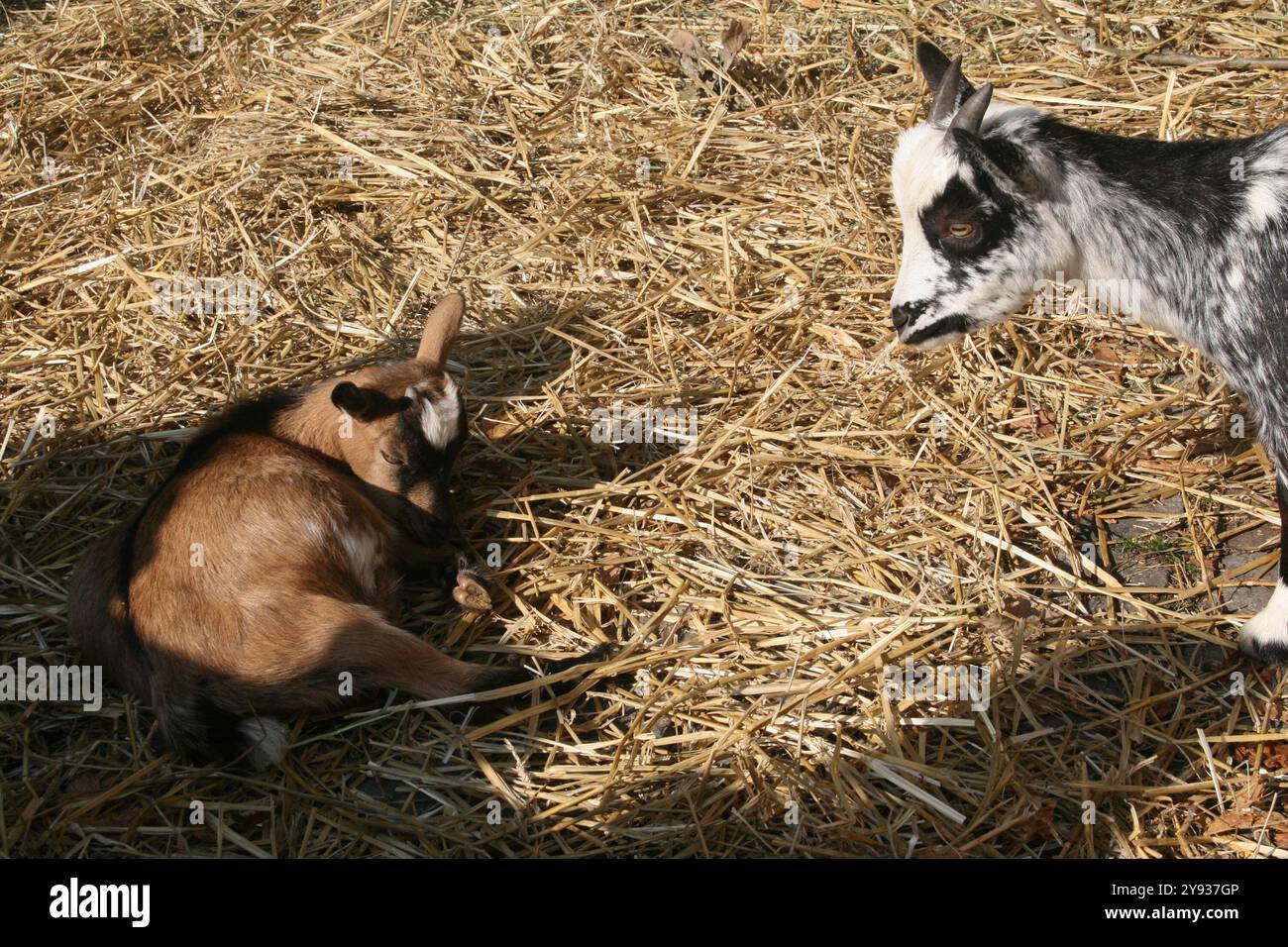 Two goats resting on straw and watching in the farm, one lying down ...