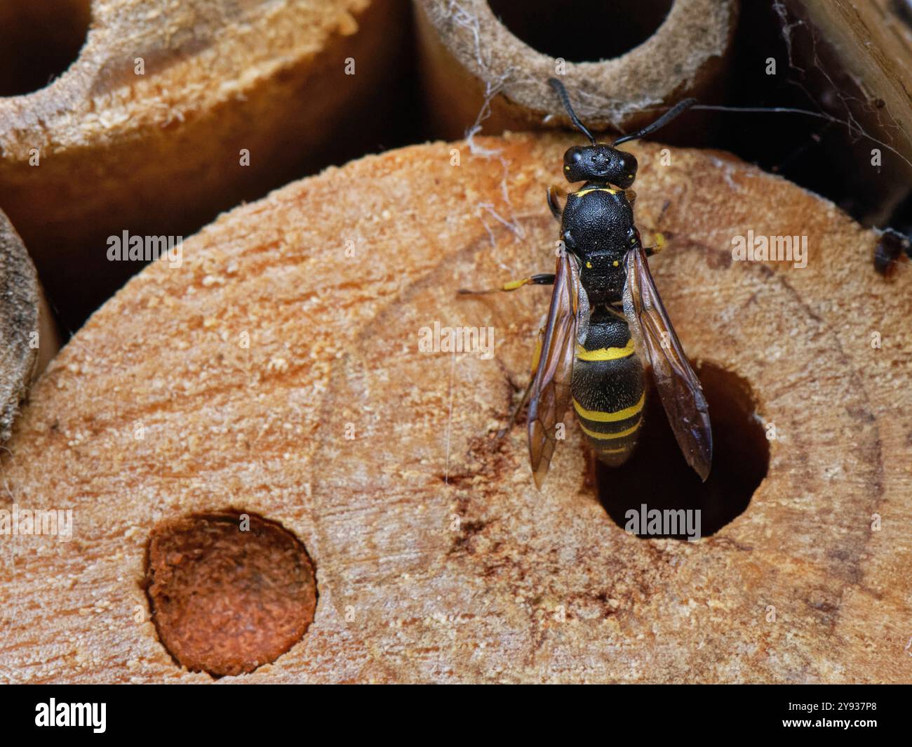 Mason wasp / Potter wasp (Ancistrocerus sp.) emerging from its nest ...