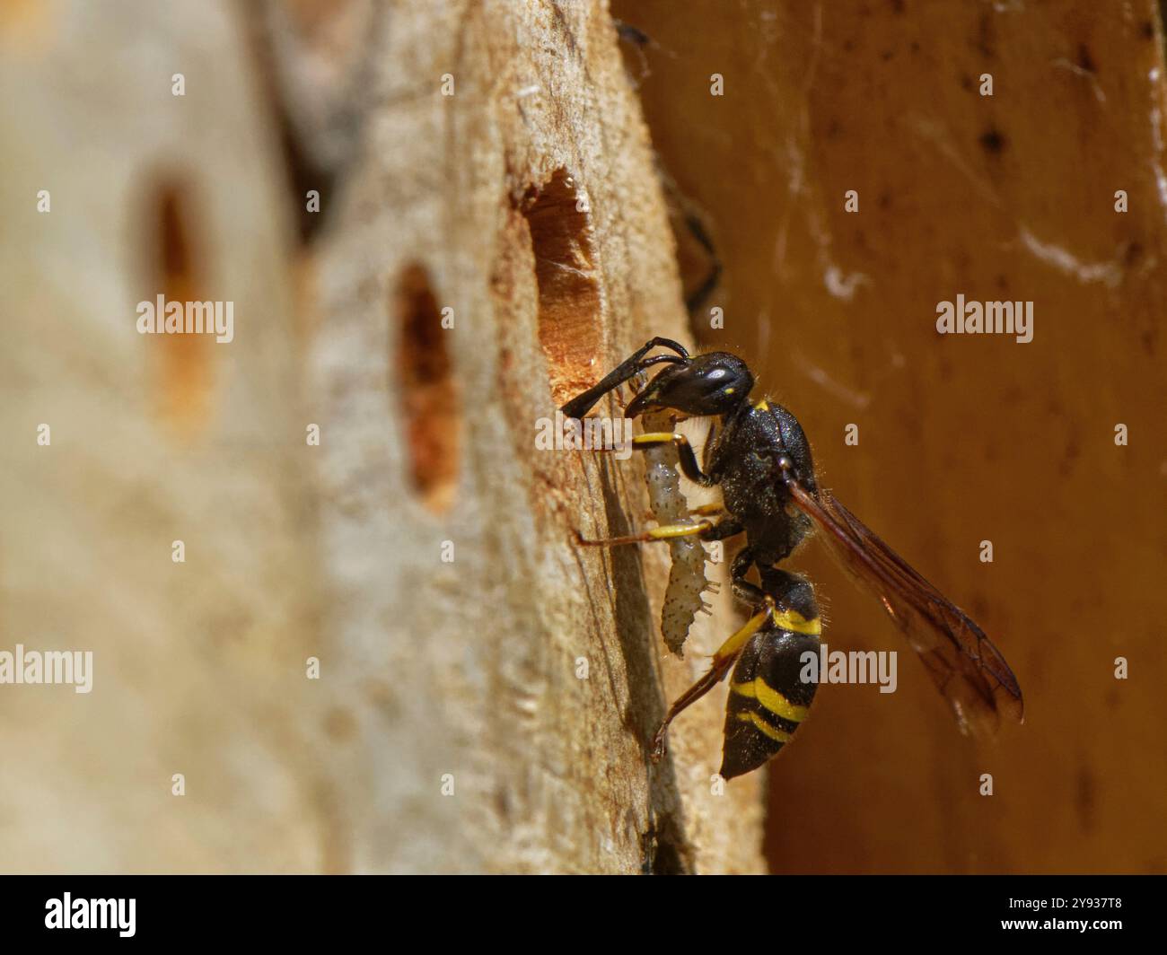 Wasp grubs in nest uk hi-res stock photography and images - Alamy