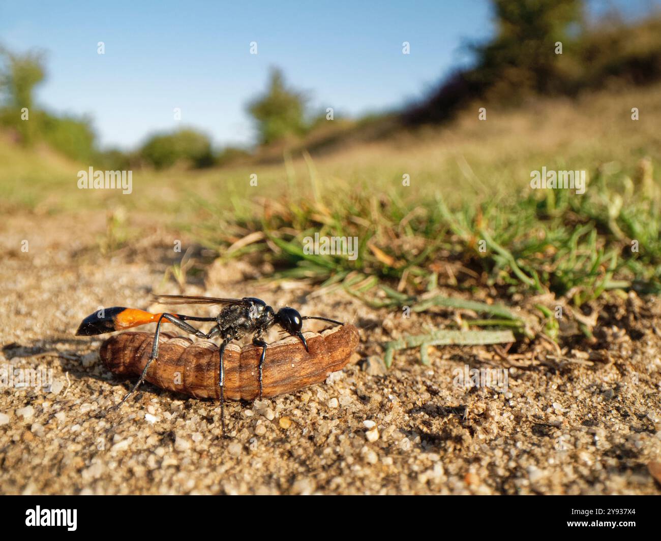 Red-banded sand wasp (Ammophila sabulosa) dragging a caterpillar it has ...
