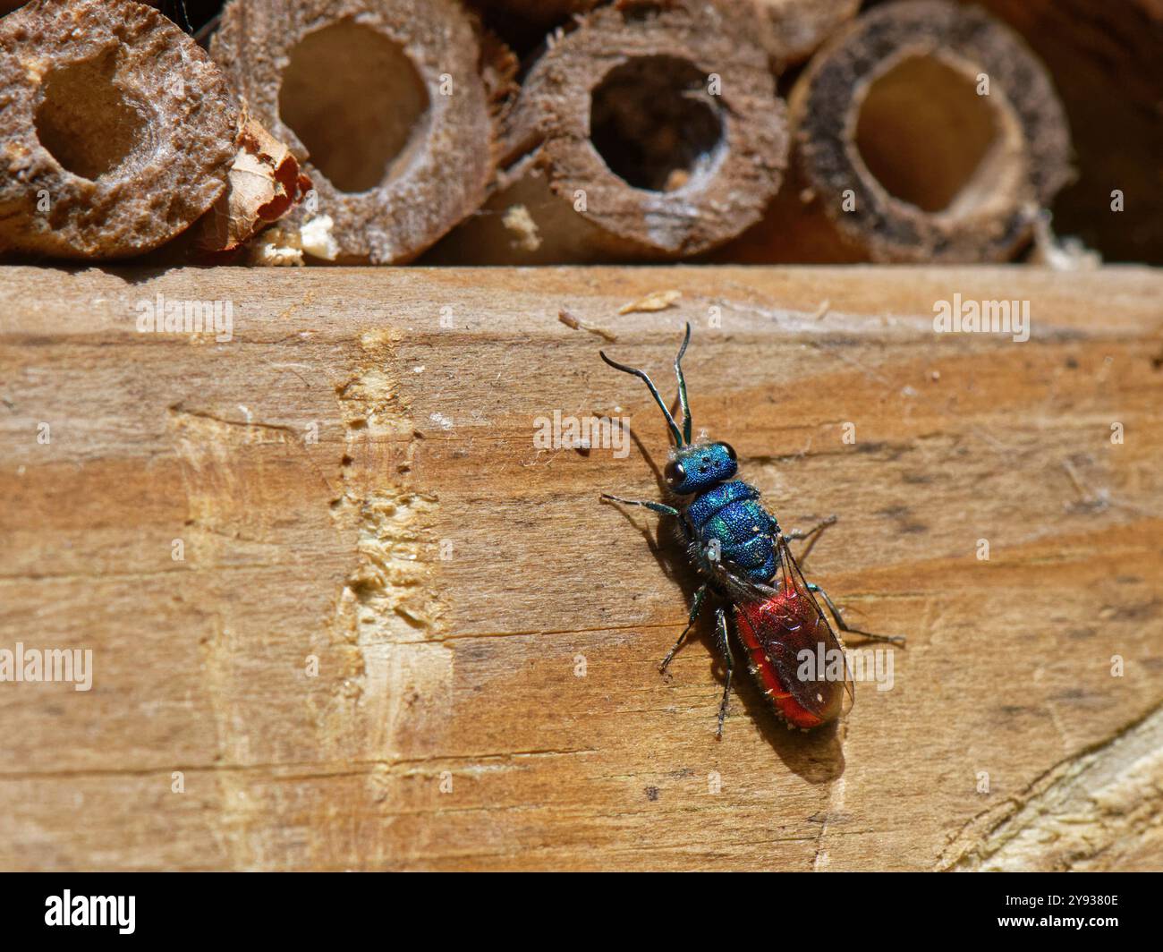 Ruby-tailed cuckoo wasp (Pseudomalus auratus) searching for solitary ...