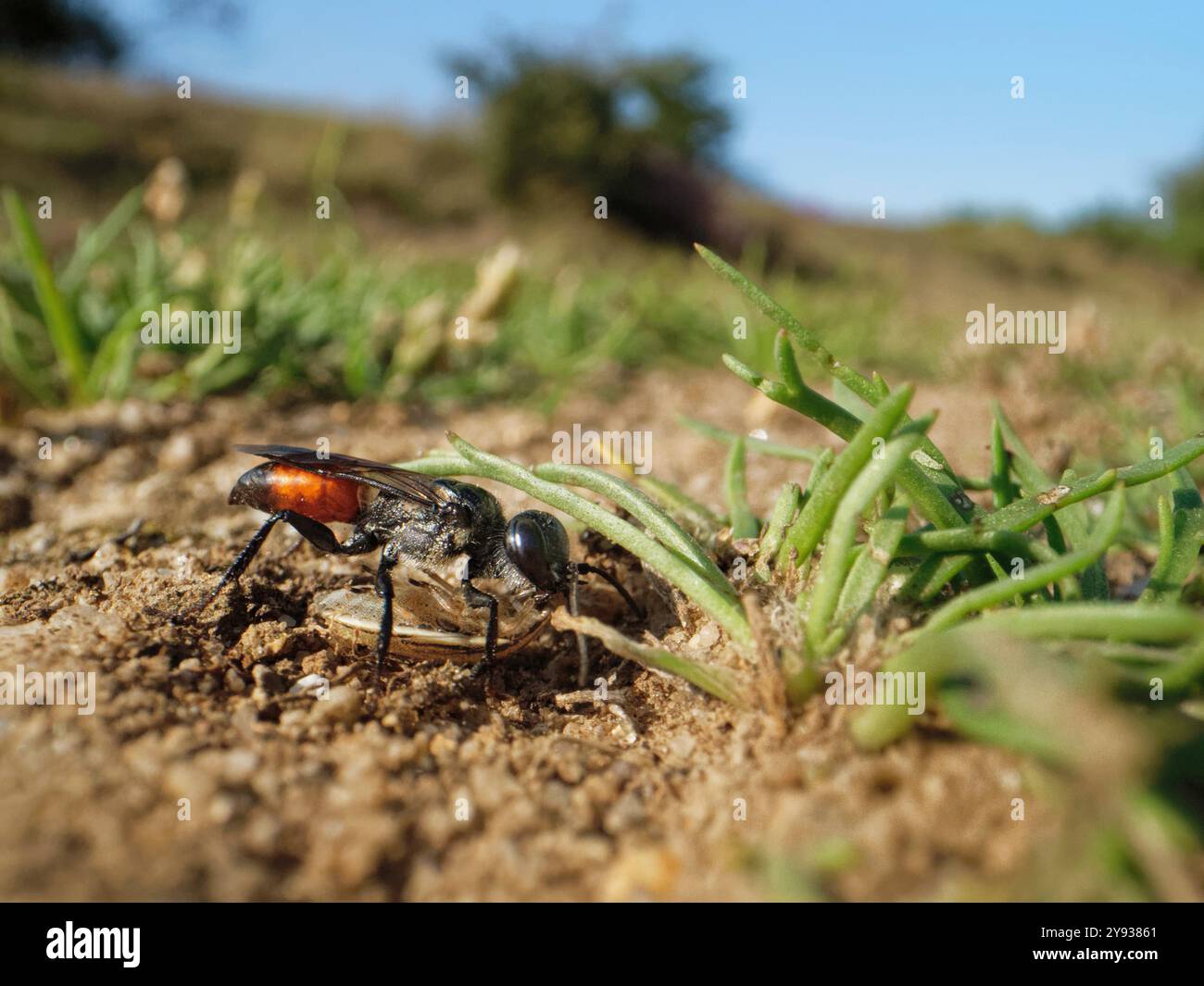 Shieldbug stalker wasp (Astata boops) dragging a paralysed Bishop’s ...