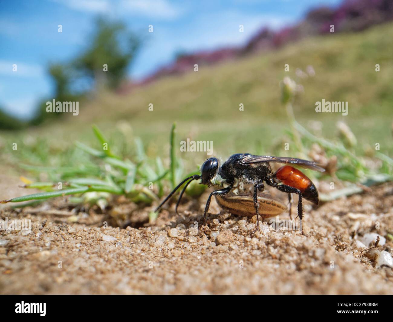 Shieldbug stalker wasp (Astata boops) dragging a paralysed Bishop’s ...