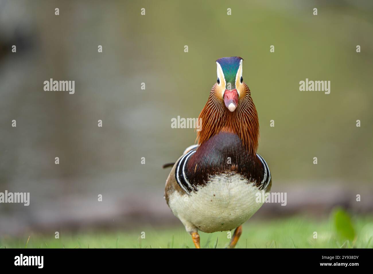 Front close up view of a colourful male mandarin duck in the UK Stock ...