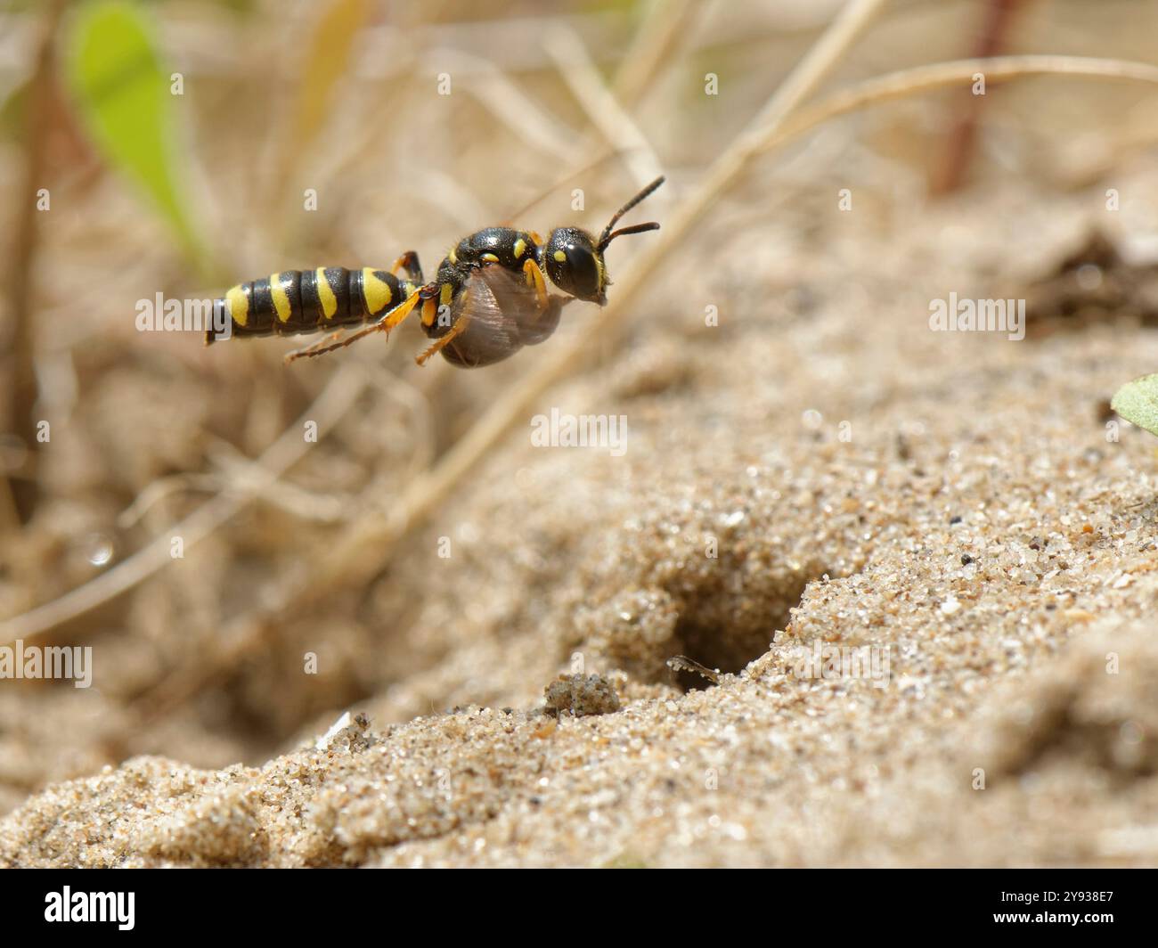 Sand tailed digger wasp (Cerceris arenaria) flying to its nest burrow ...