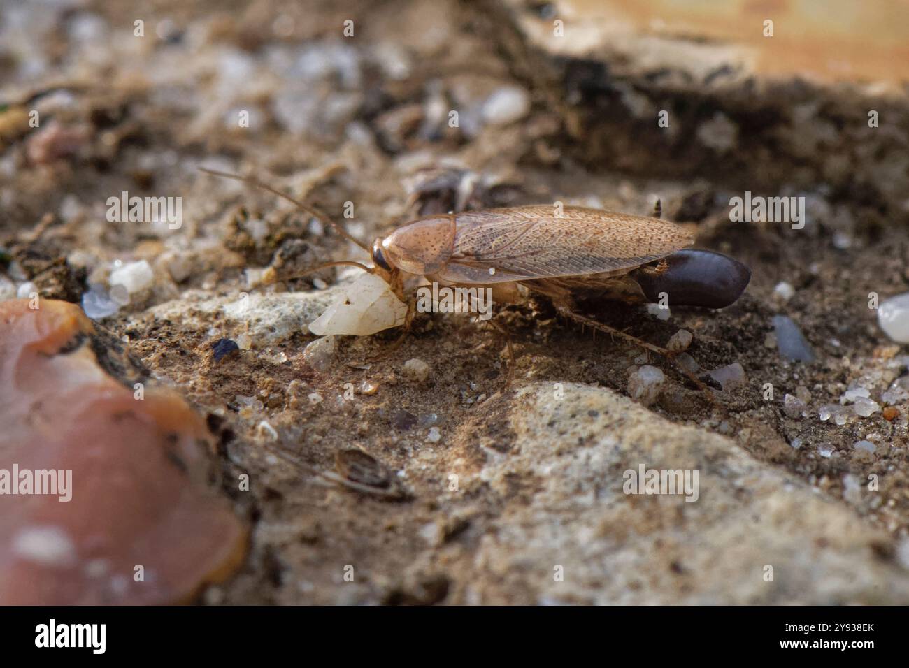 Tawny cockroach (Ectobius pallidus) female carrying an egg sac ...