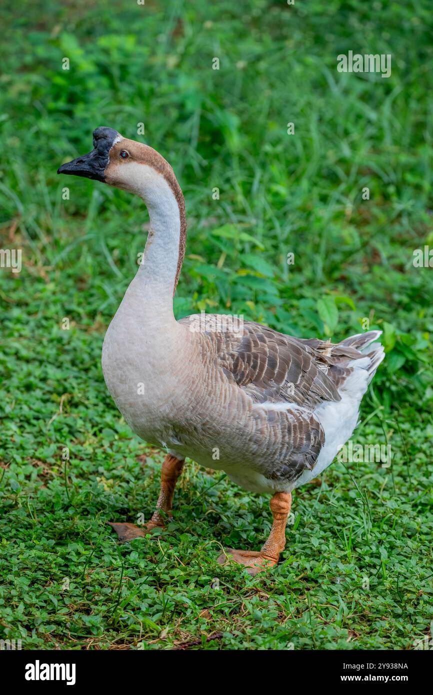 African Goose is a breed of domestic goose. It is one of two domestic ...