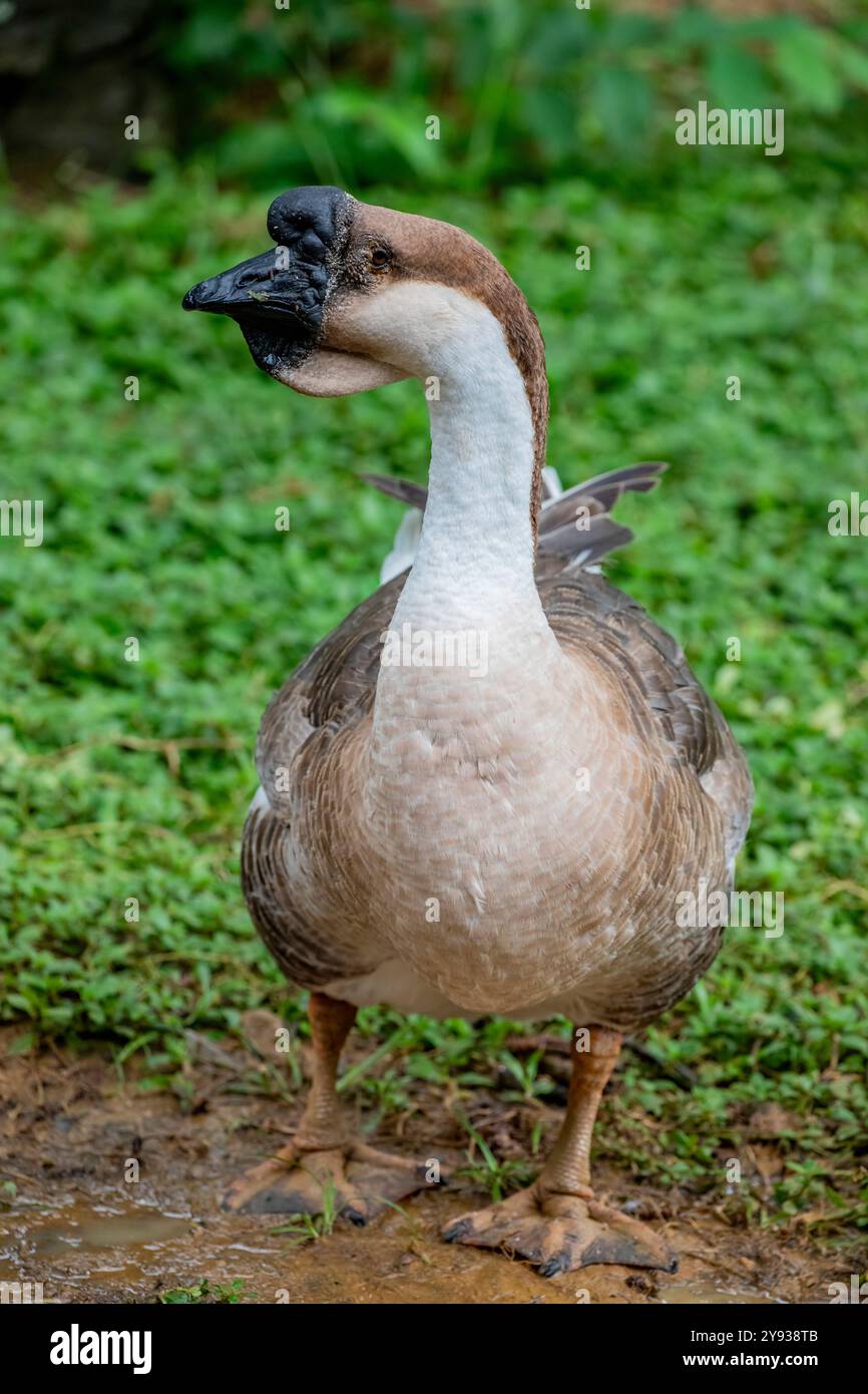 African Goose is a breed of domestic goose. It is one of two domestic ...